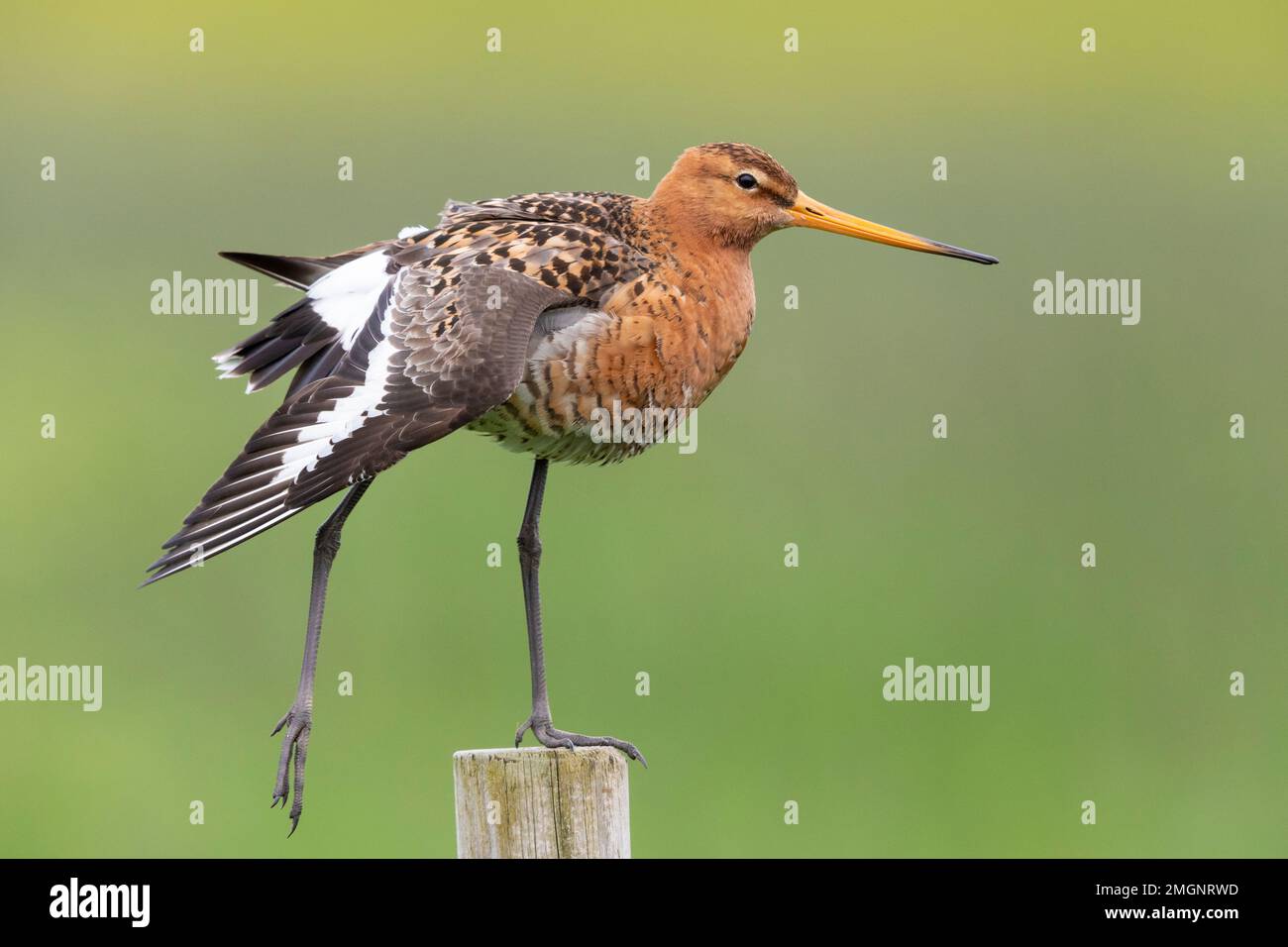 Blac-tailed Godwit (Limosa limosa islandica), side view of an adult ...