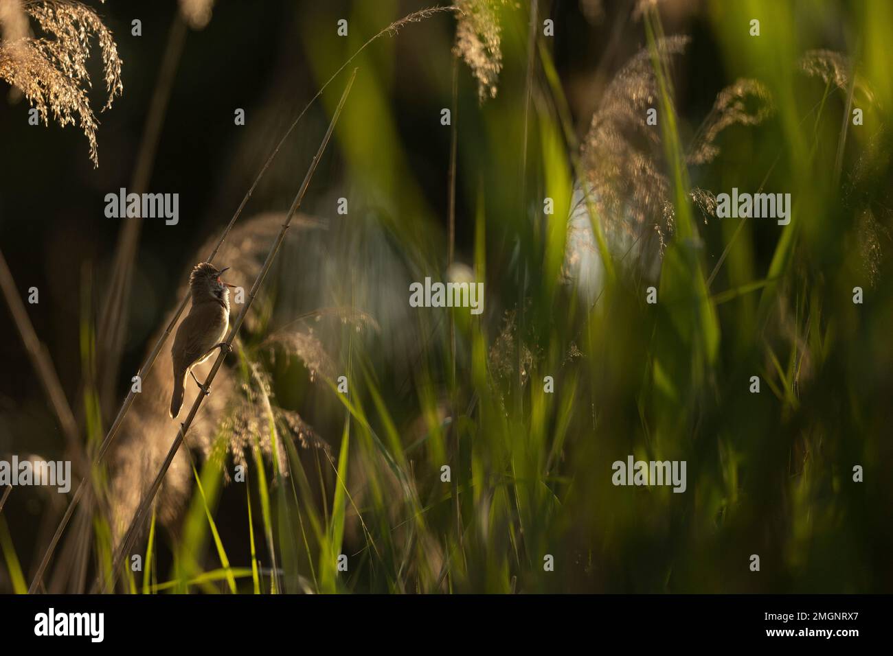 Great Reed Warbler (Acrocephalus arundinaceus) male singing on a reed ...