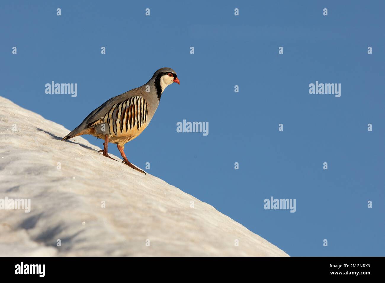 Rock Partridge (Alectoris graeca) on snow, Swiss Alps, canton of ...