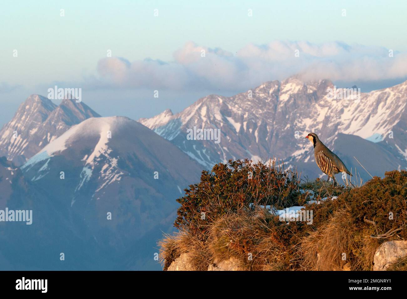 Rock Partridge (Alectoris graeca) Swiss Alps, canton of Fribourg Stock ...