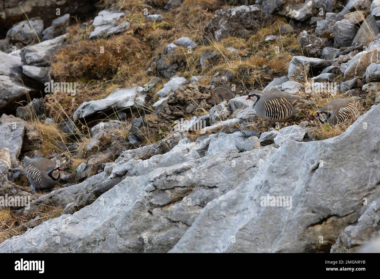 Rock Partridge (Alectoris graeca) Swiss Alps, canton of Vaud Stock ...