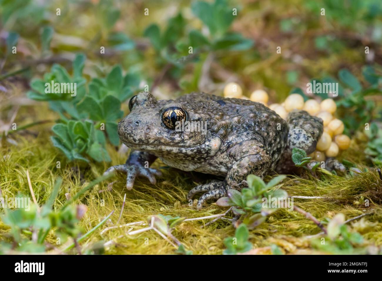 Midwife Toad (Alytes obstetricans) male carrying his eggs on his hind ...