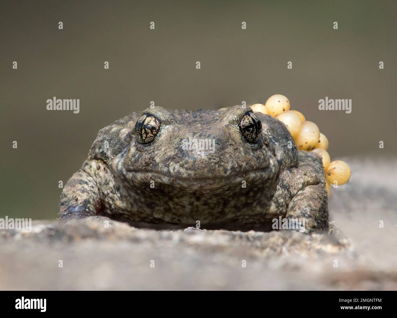 Midwife Toad (Alytes obstetricans) male carrying his eggs on his hind ...