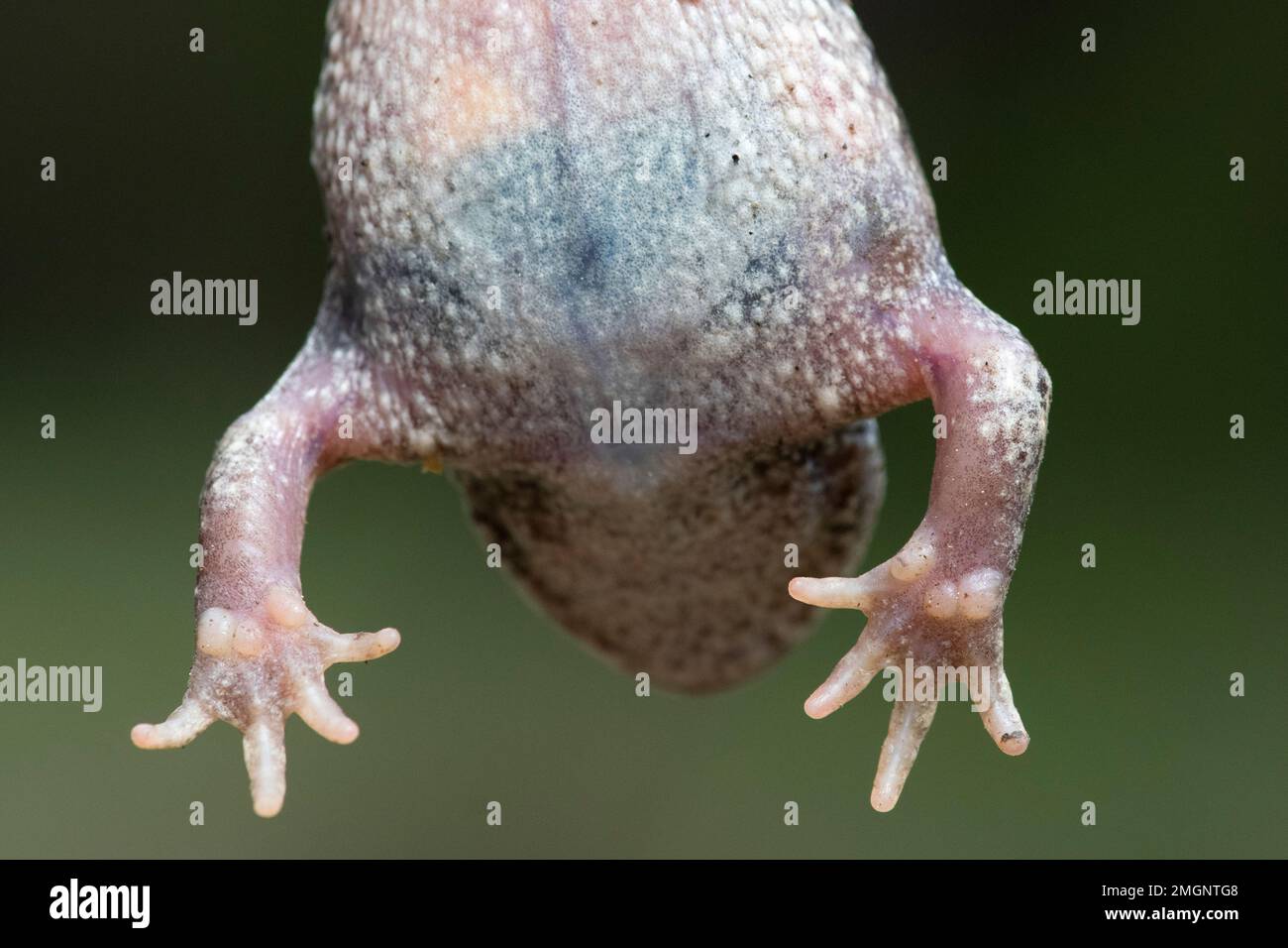 Midwife Toad (Alytes obstetricans) detail of the three typical pads on ...