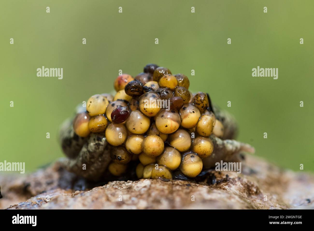Midwife Toad (Alytes obstetricans) male carrying his eggs on his hind ...