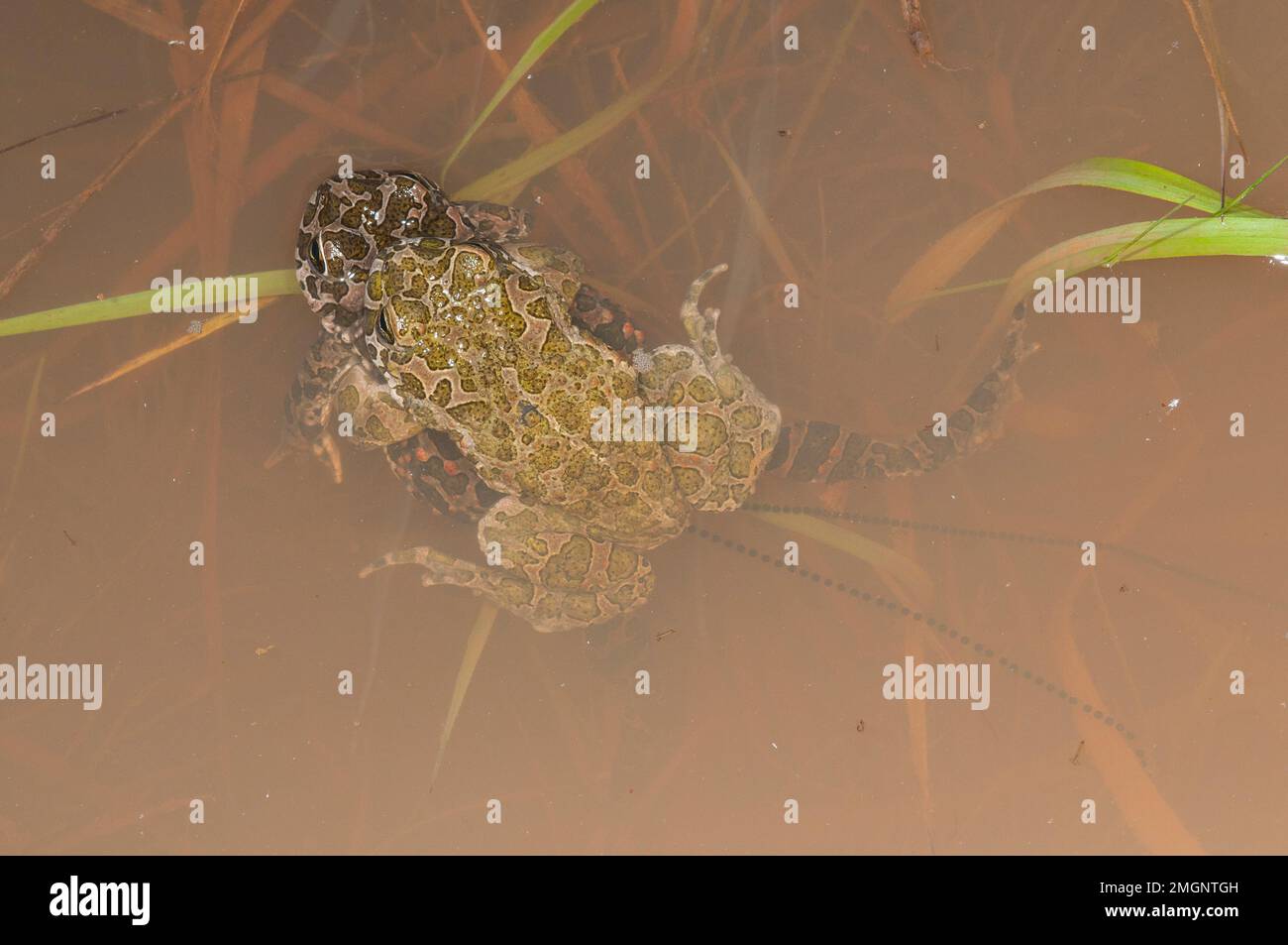 Green toad (Bufo viridis) amplexus and spawning in a string visible in ...