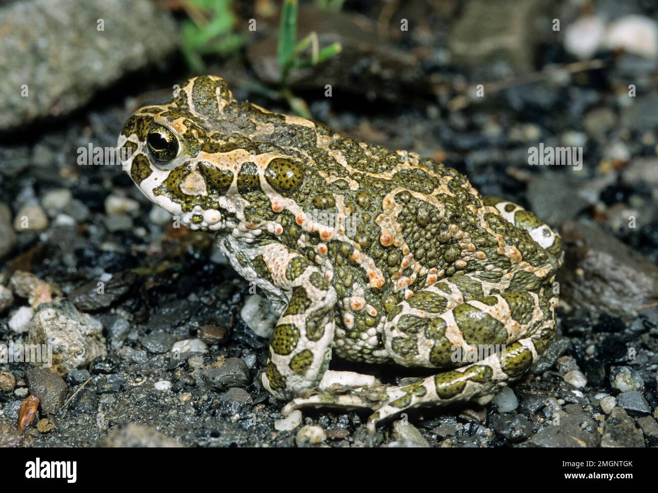 Green toad (Bufo viridis) in a slag heap, Lorraine, France Stock Photo ...