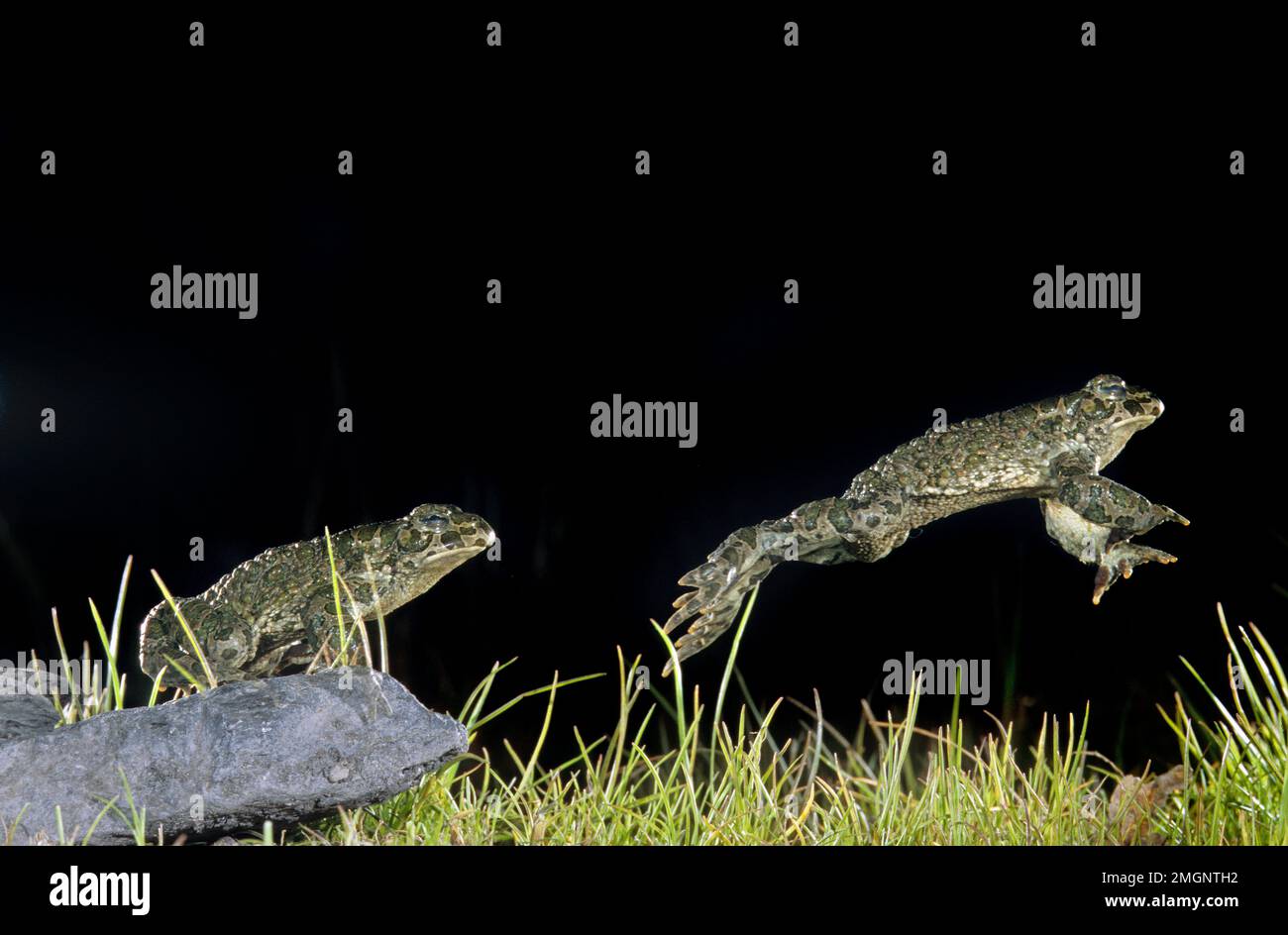Green toad (Bufo viridis) jumping, decomposition of the jump into 2 ...