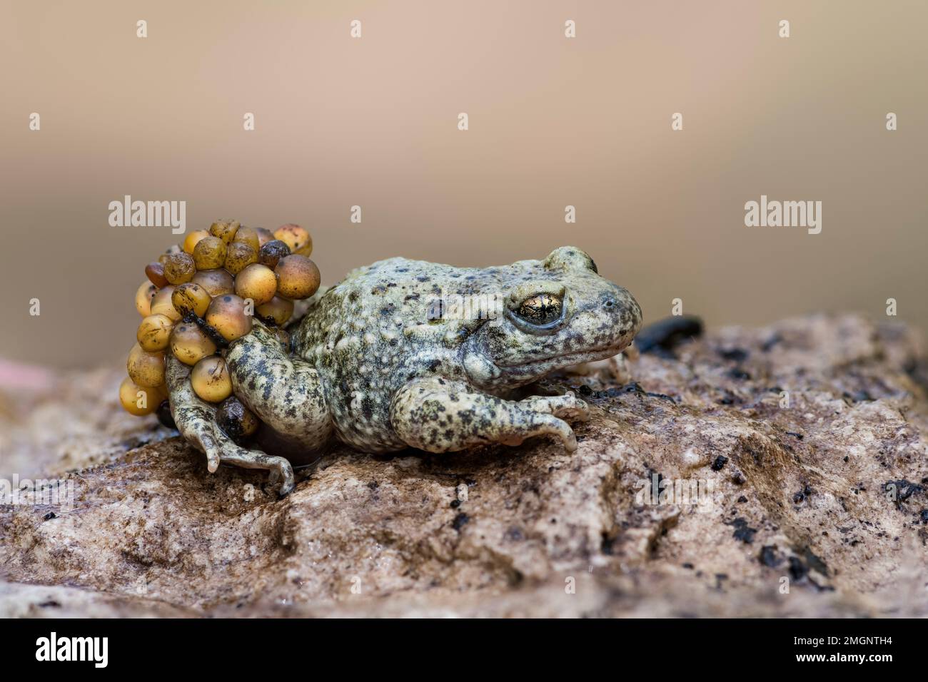 Midwife Toad (Alytes obstetricans) male carrying his eggs on his hind ...