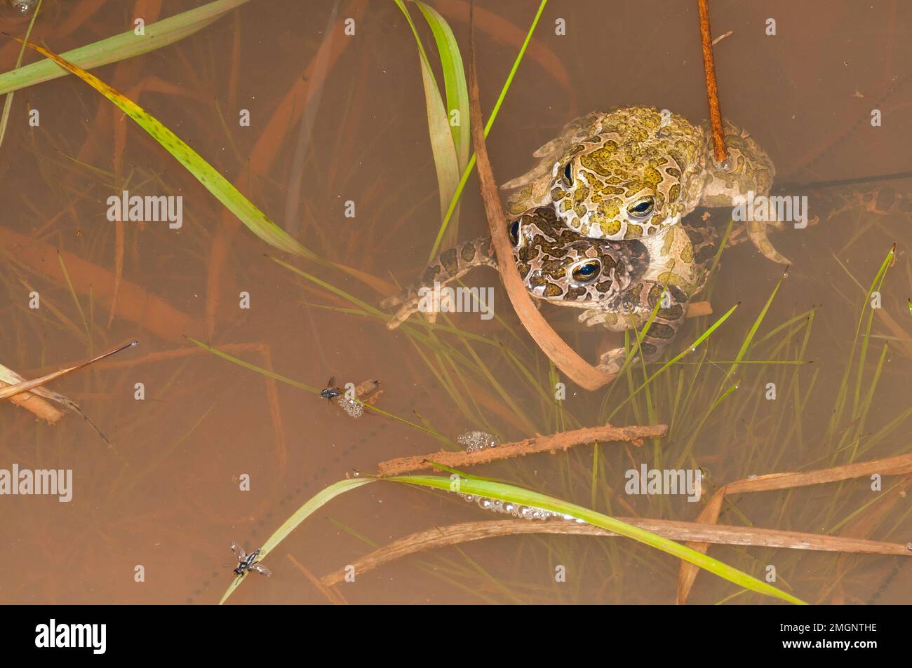 Green toad (Bufo viridis) amplexus, Barrois quarry, Freyming Mehrlebach ...
