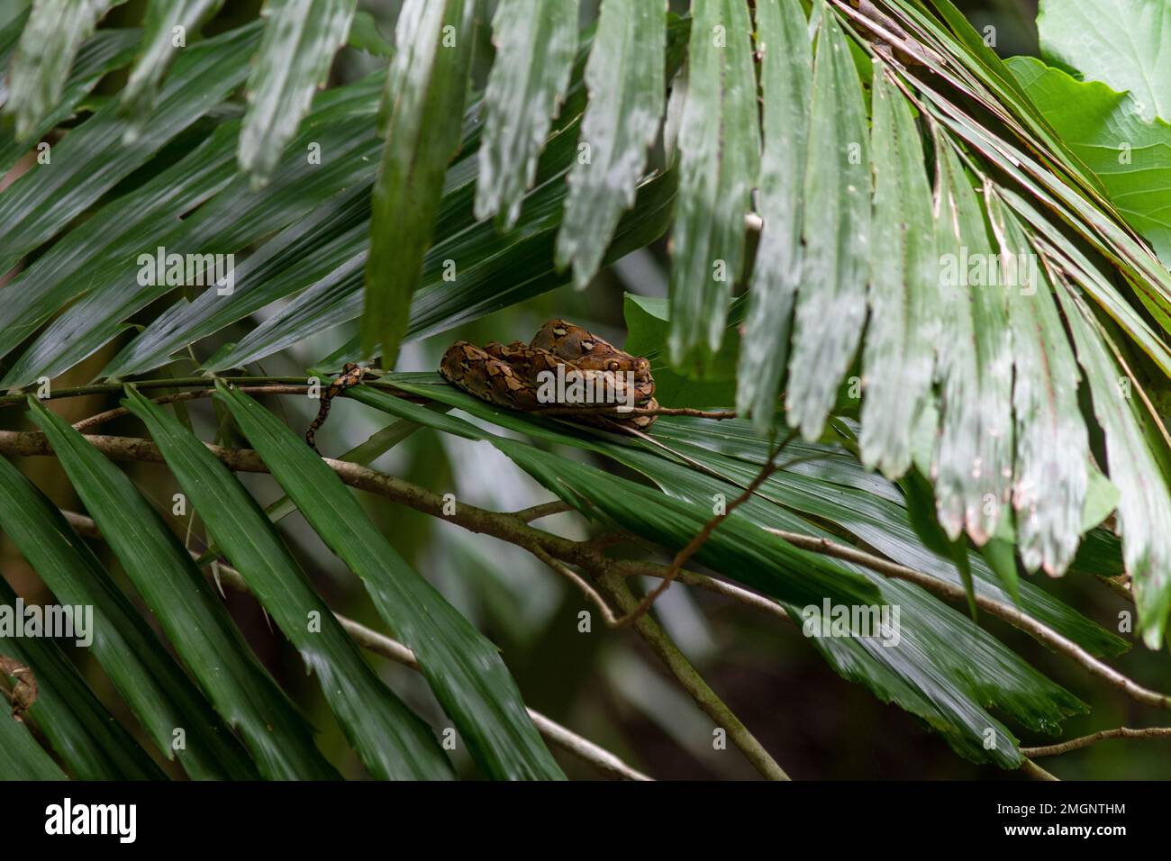 Reticulated Python (Malayopython reticulatus), young in situ, Sulawesi ...