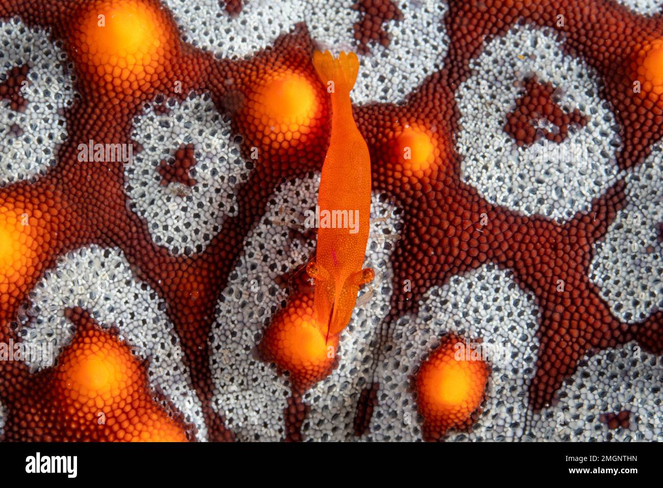 Commensal shrimp (Zenopontonia soror) on a Panamic cushion sea star ...