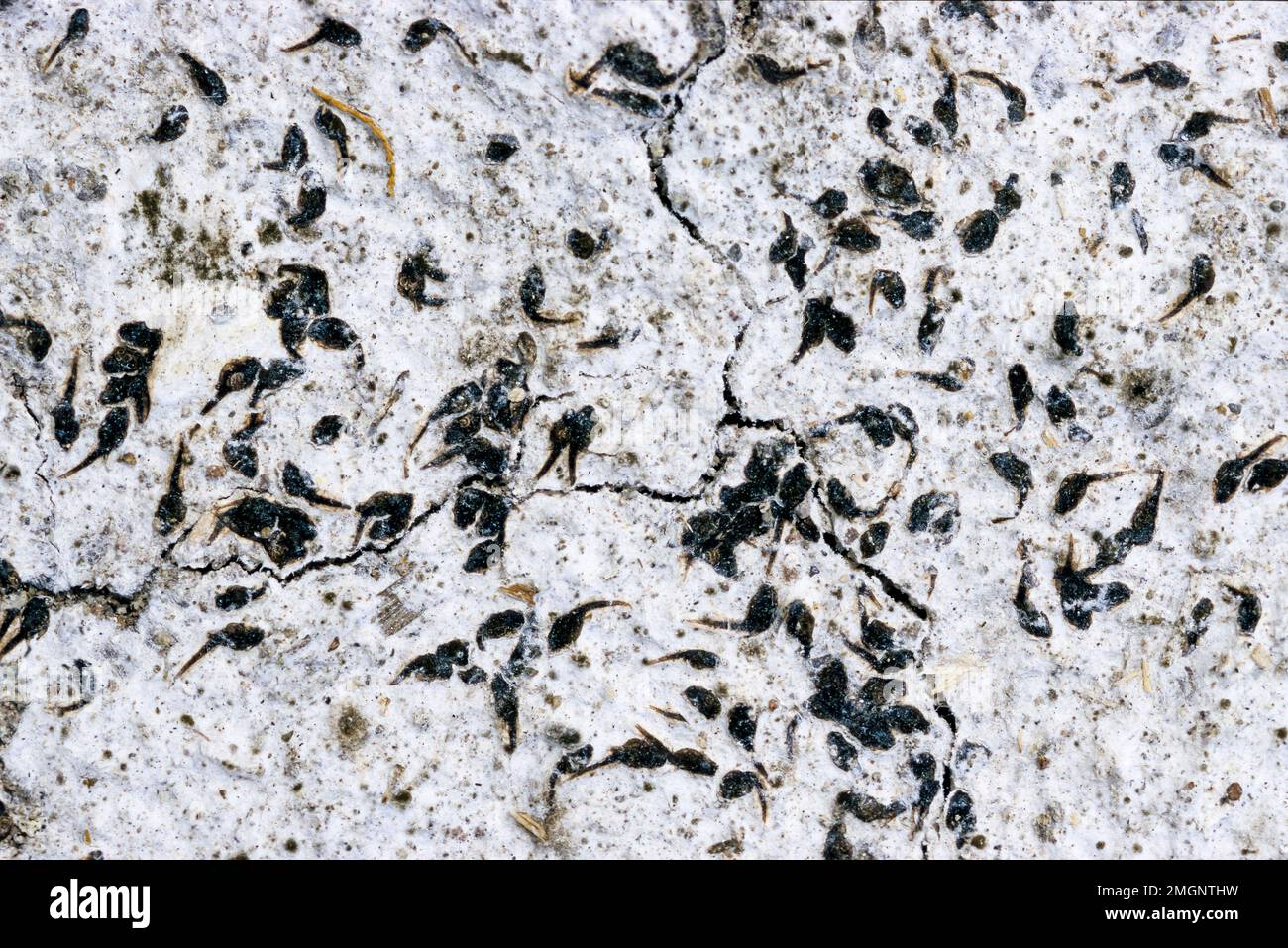 Green toad (Bufo viridis) dead tadpoles in a dry pond, Grand Est ...