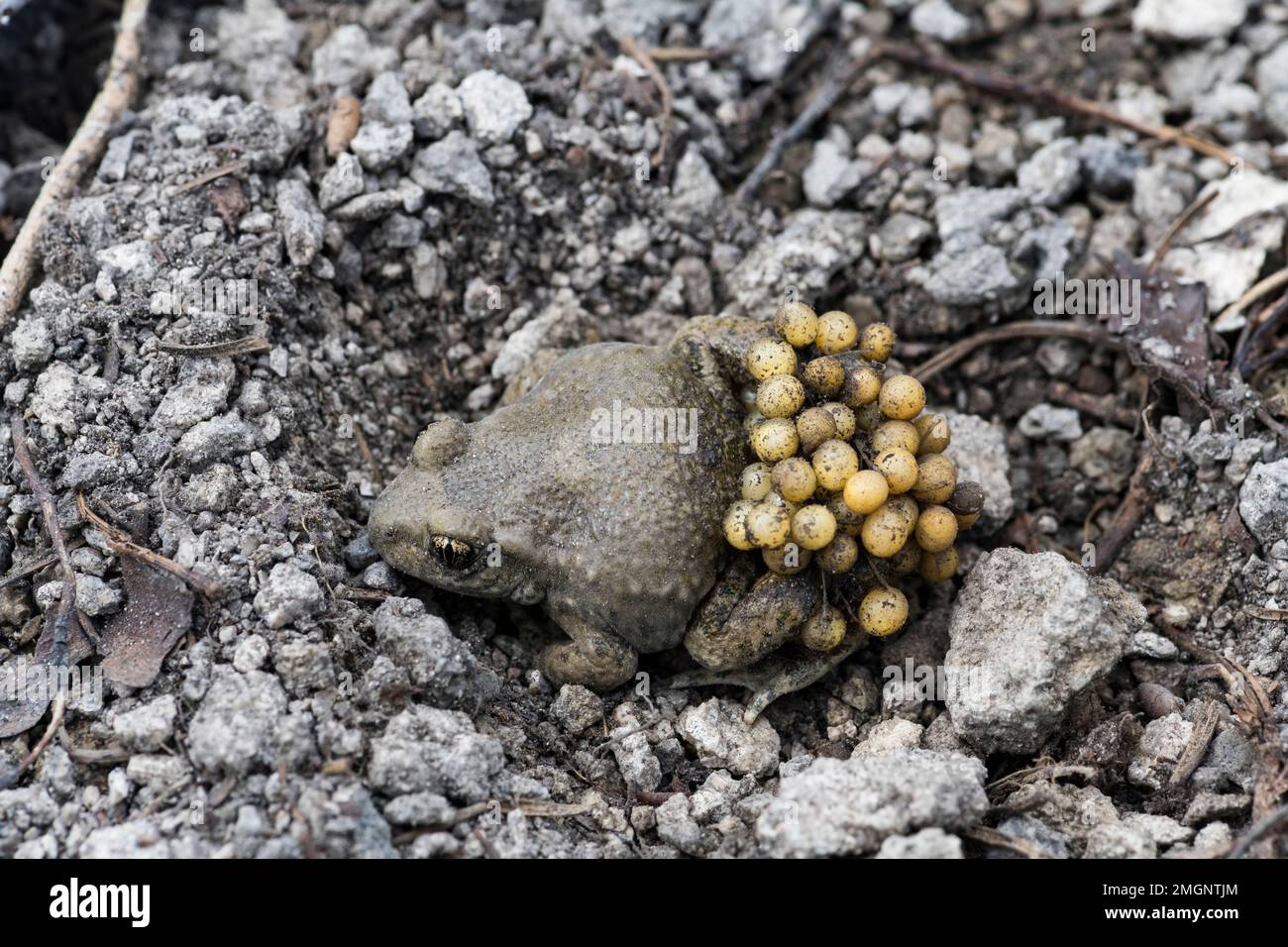 Midwife Toad (Alytes obstetricans) male carrying his eggs on his hind ...
