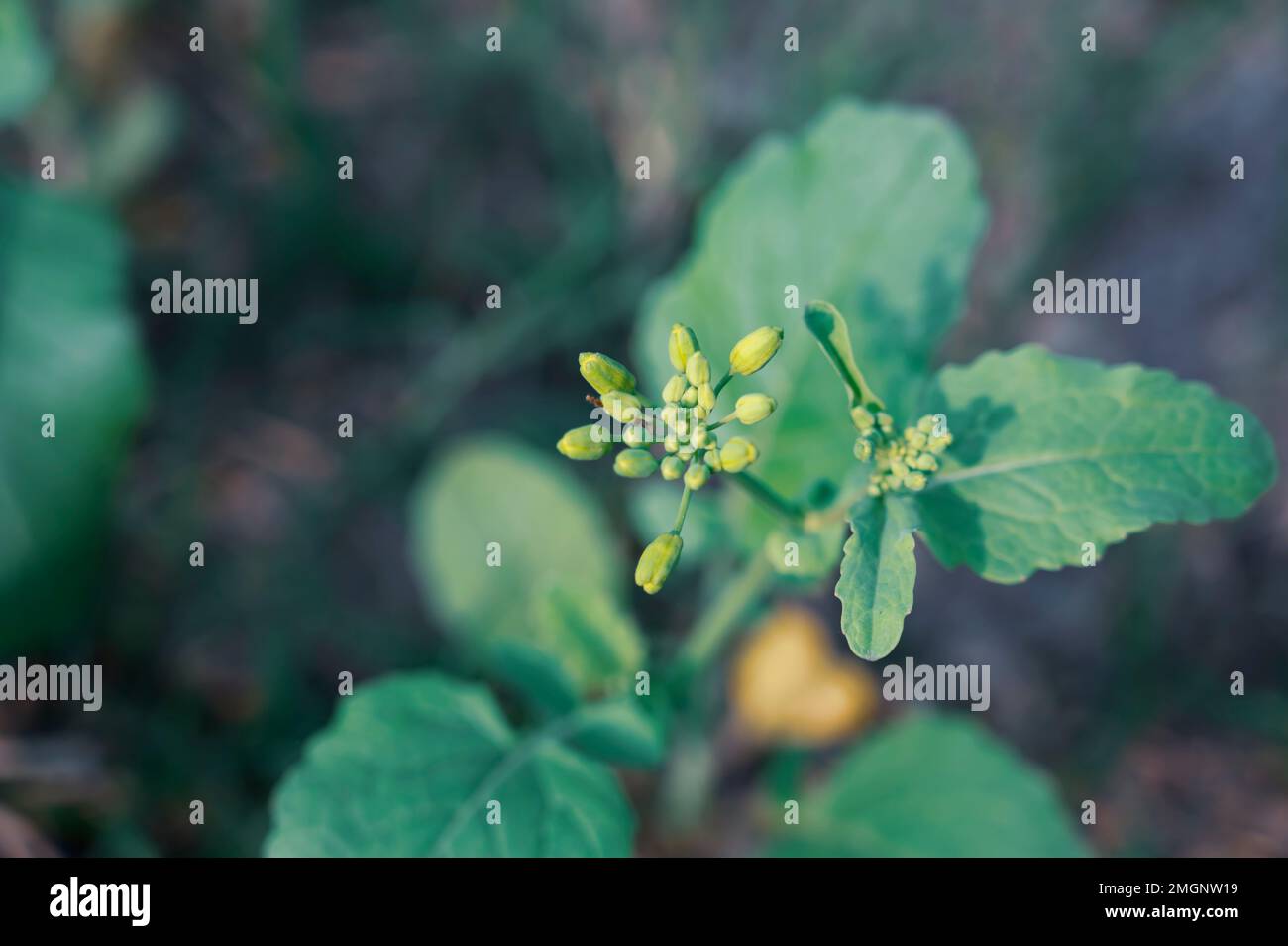 Mustard buds hi-res stock photography and images - Alamy