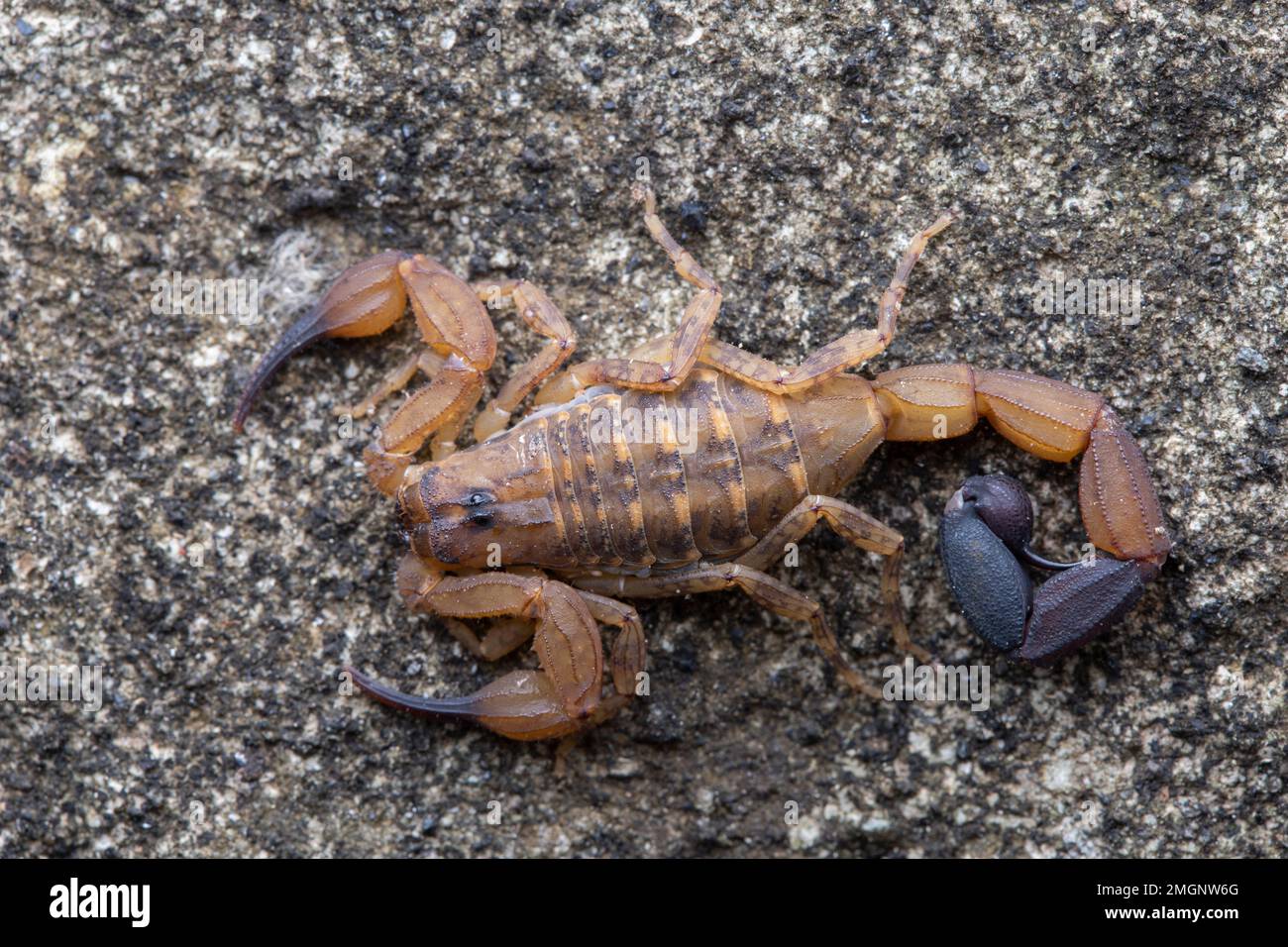 Scorpion (Tityus smithii), Union island, Saint Vincent and the ...