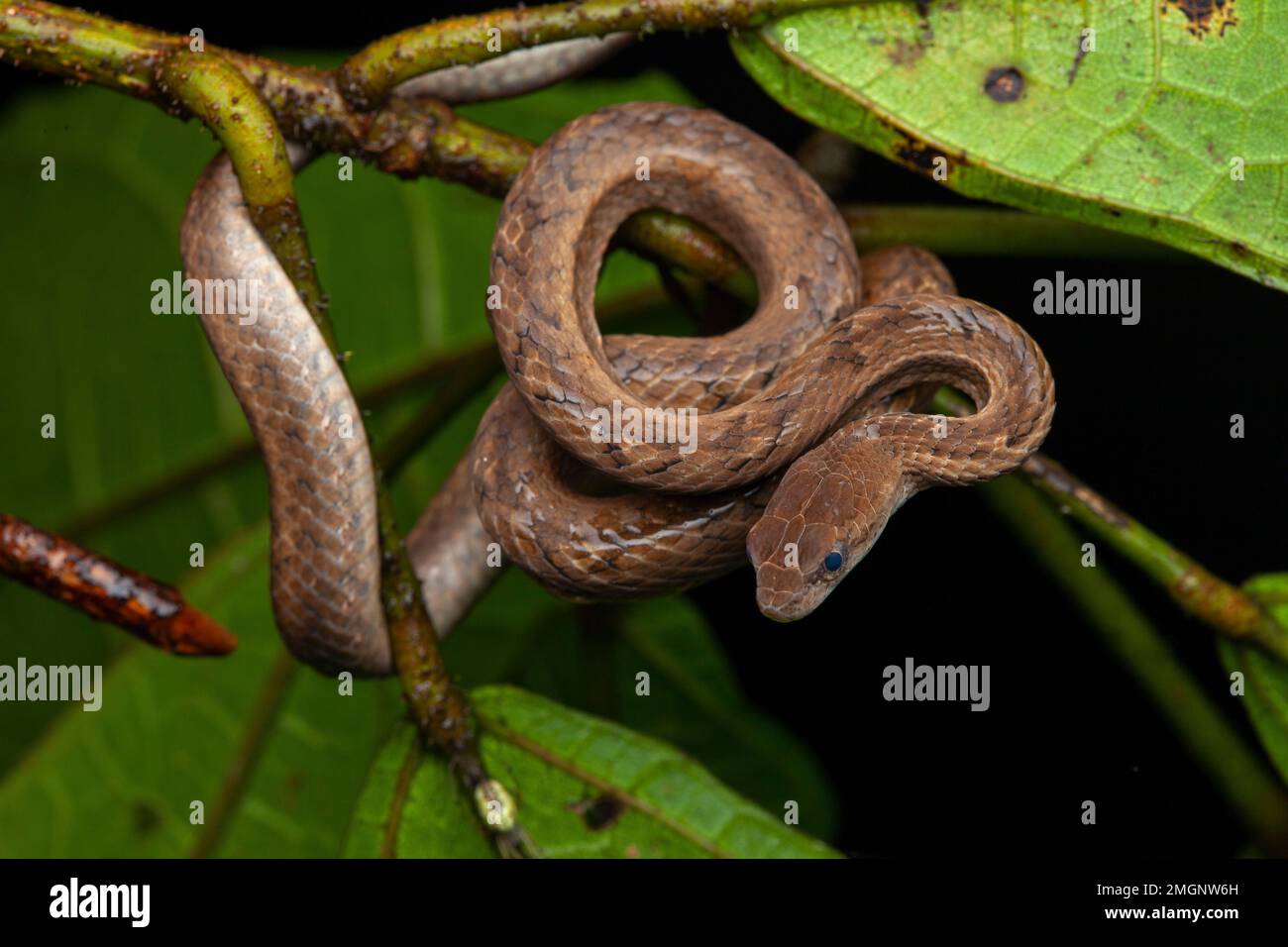 Common mock viper (Psammodynastes pulverulentus), Sulawesi Stock Photo ...