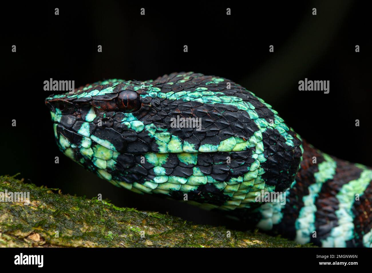 Broad Banded Pit Viper (Tropidolaemus laticinctus), female, Sulawesi ...