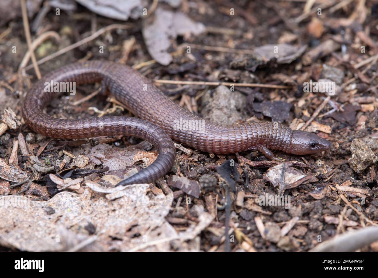 La Guaira bachia (Bachia heteropa), Union island, Saint Vincent and the ...