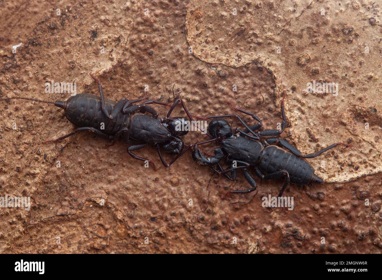 Whipscorpion, (Thelyphonidae sp) facing, Sulawesi Stock Photo - Alamy