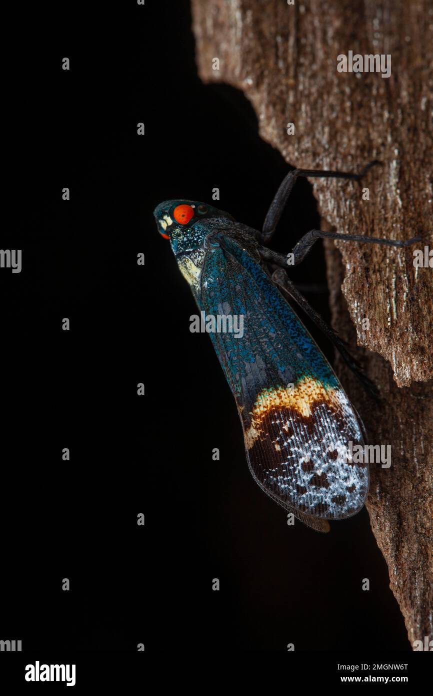 Biodiversity managem hi-res stock photography and images - Alamy