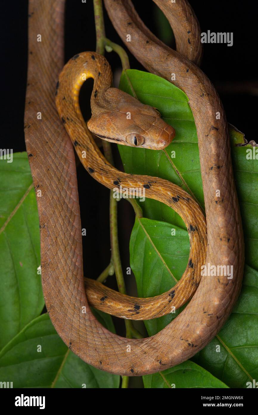 Brown tree snake (Boiga irregularis) portrait, Sulawesi Stock Photo - Alamy