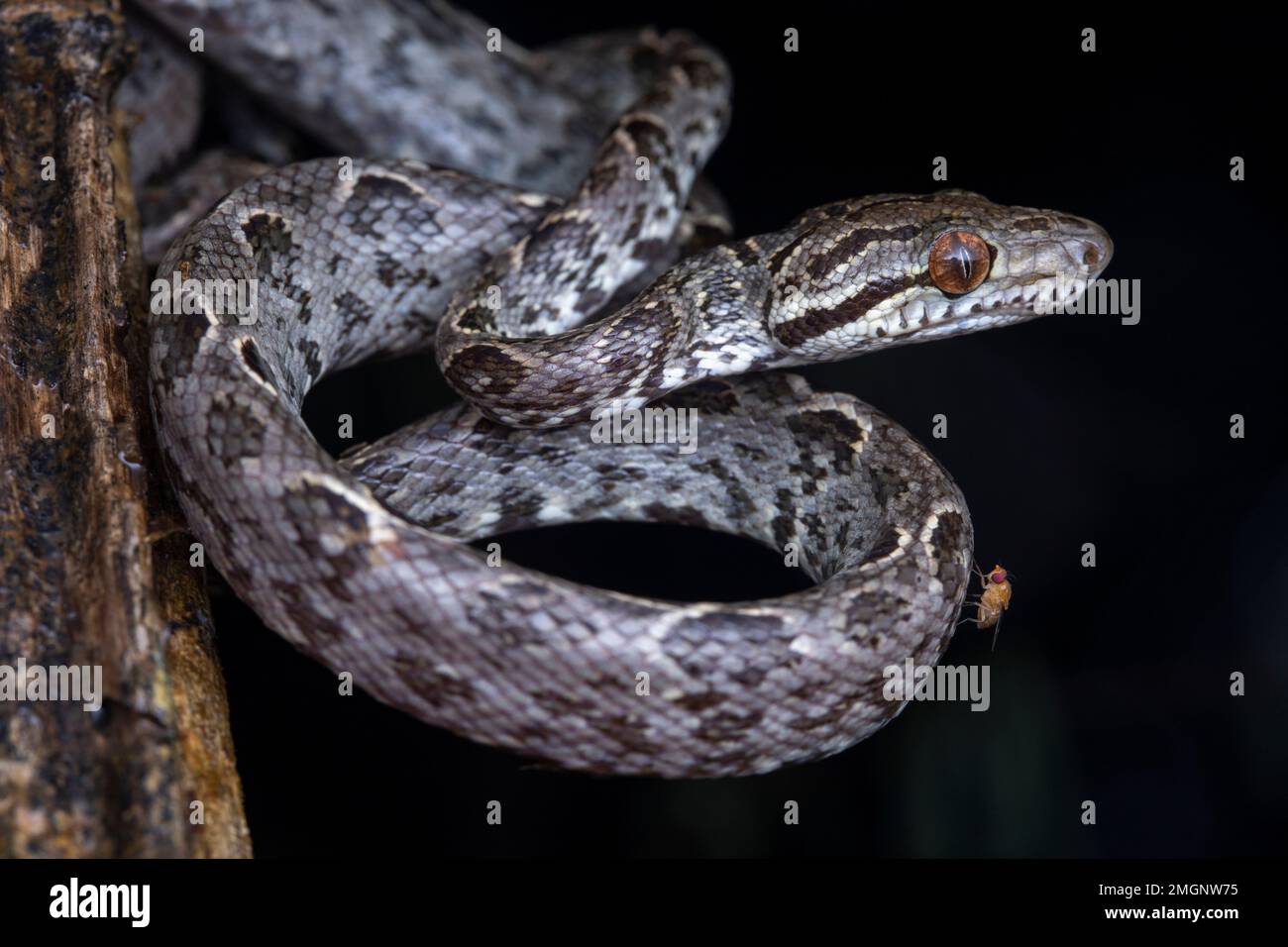 Grenada tree boa (Corallus grenadensis), Union island, Saint Vincent ...