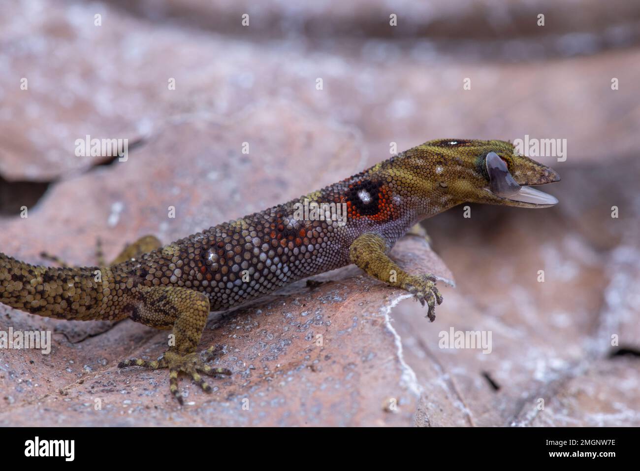 Grenadines Clawed Gecko (Gonatodes daudini) on leaf, Union island ...