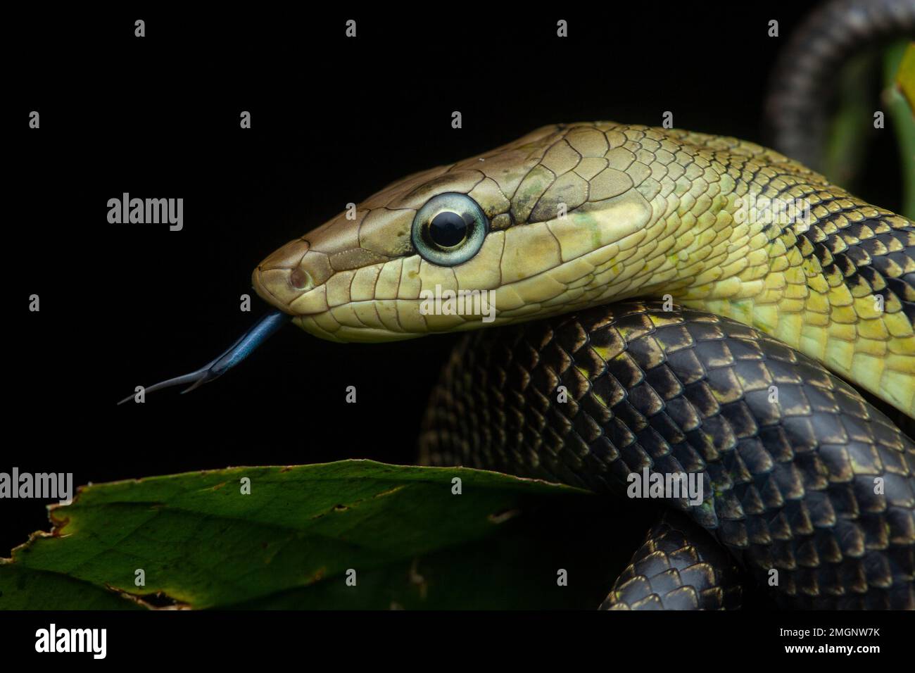 Celebes Black-tailed Ratsnake (Gonyosoma Jansenii) portrait, Tangkoko ...