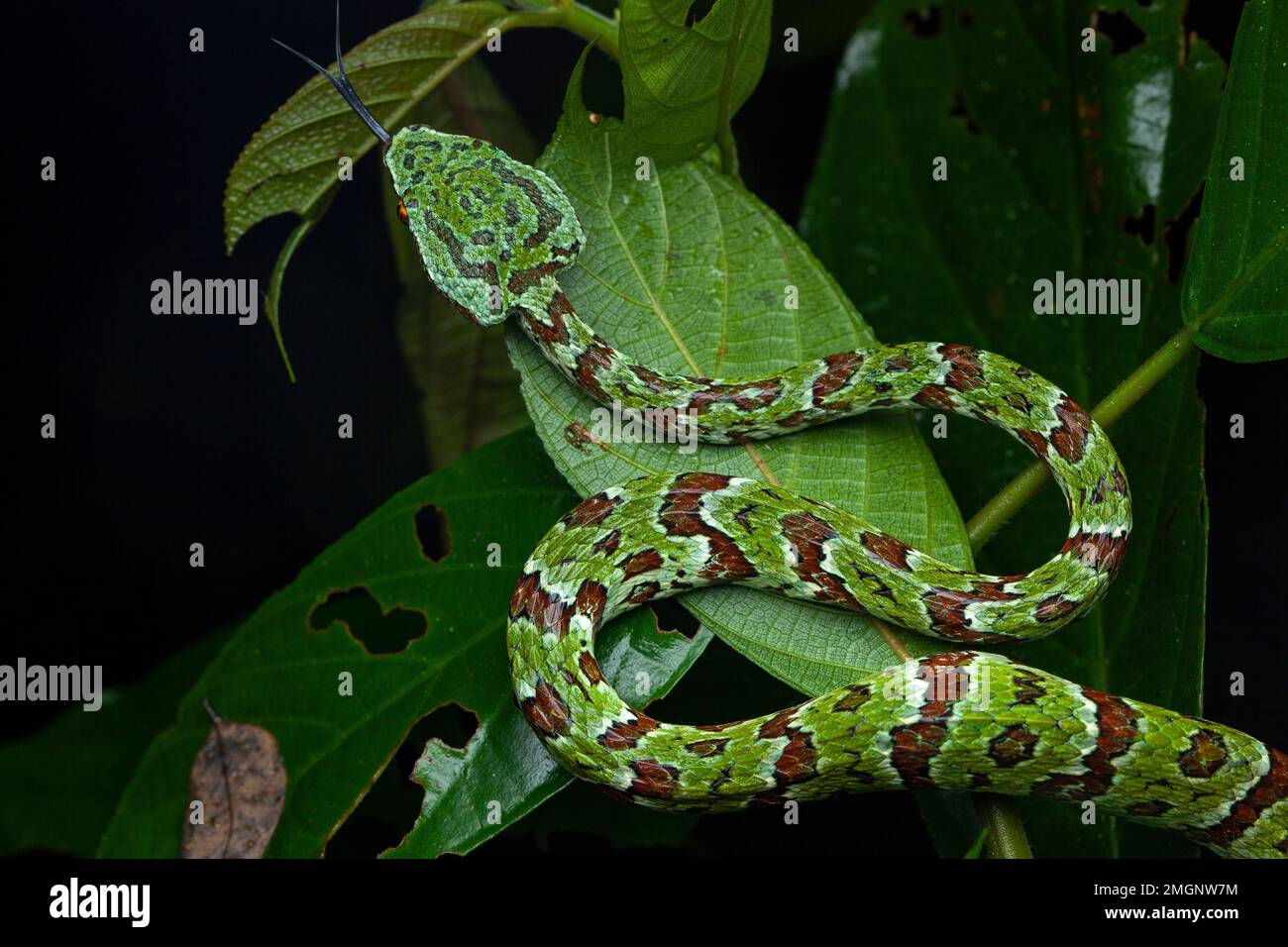 Broad Banded Pit Viper (Tropidolaemus laticinctus), male, Sulawesi ...