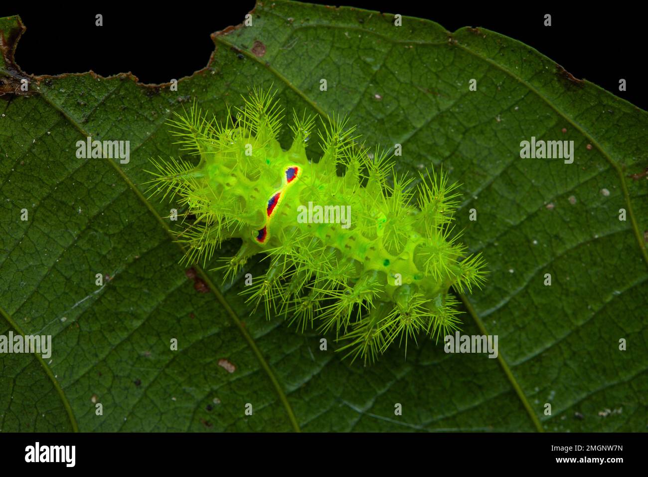 Limacodidae hi-res stock photography and images - Alamy