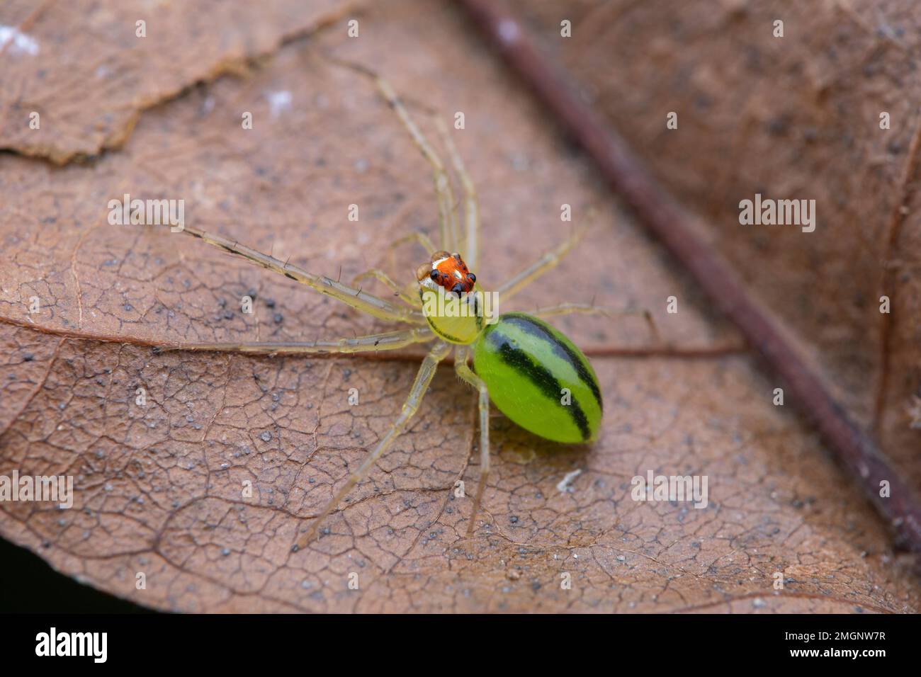Jumping Spider (Lyssomanes sp) on a leaf, Union island, Saint Vincent ...