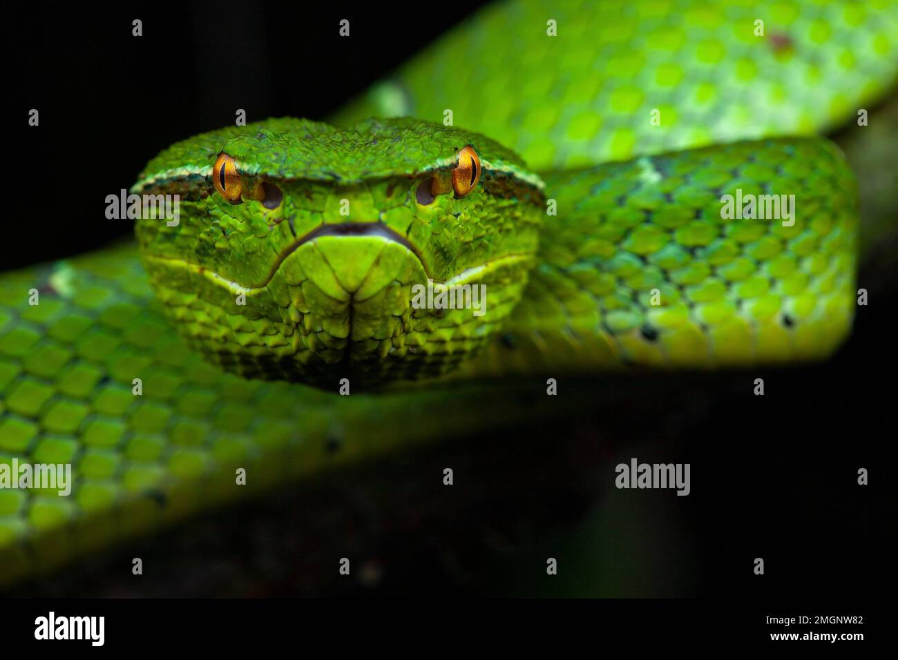 Bornean Keeled Green Pit Viper (Tropidolaemus subannulatus) female ...