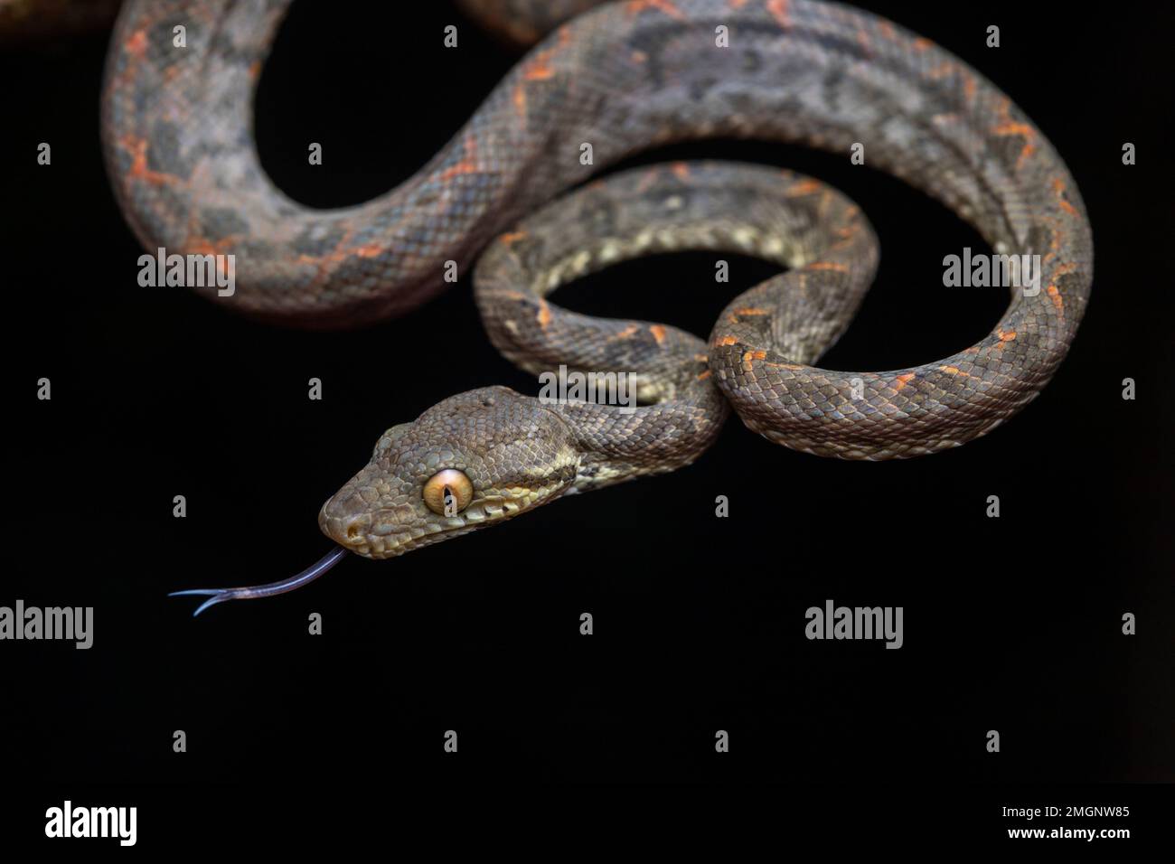 Grenada tree boa (Corallus grenadensis), Union island, Saint Vincent ...