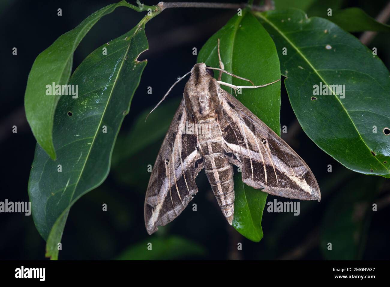 Vine sphinx (Eumorpha vitis) on a leaf, Union island, Saint Vincent and ...