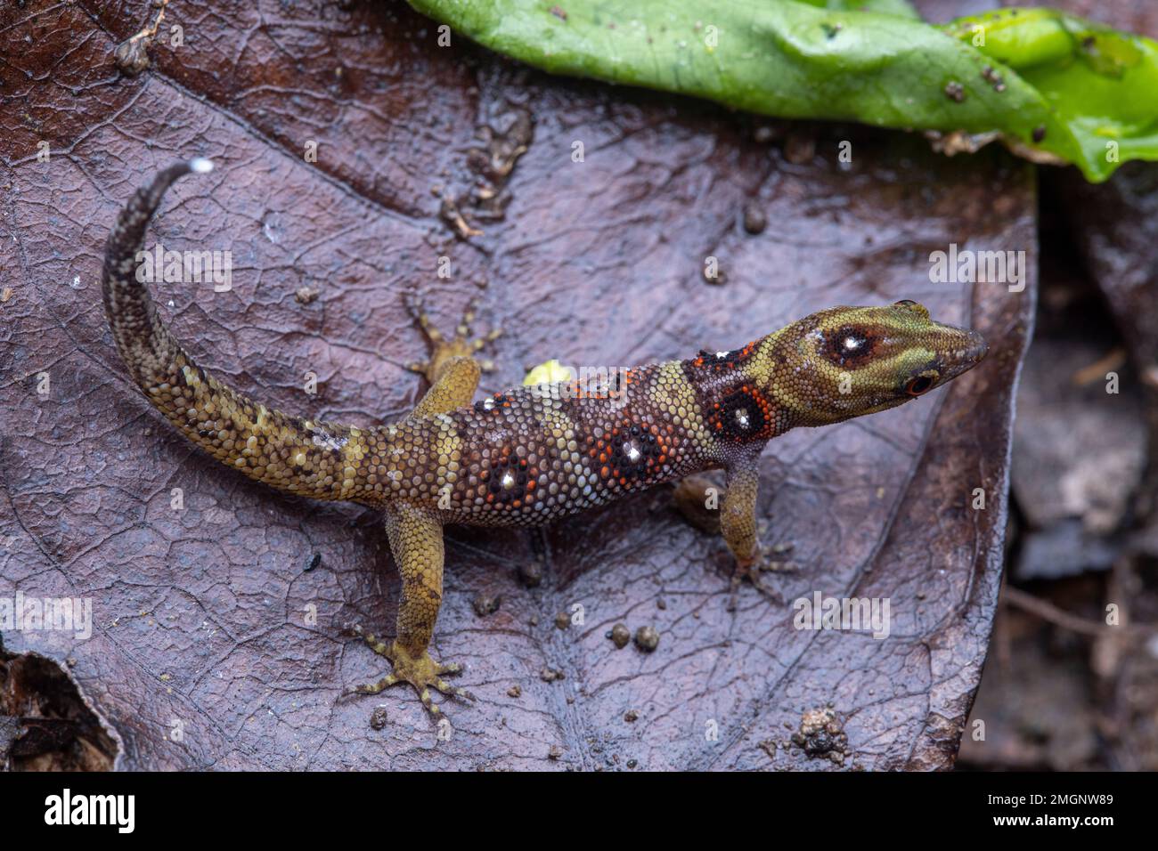 Grenadines Clawed Gecko (Gonatodes daudini) on leaf, Union island ...