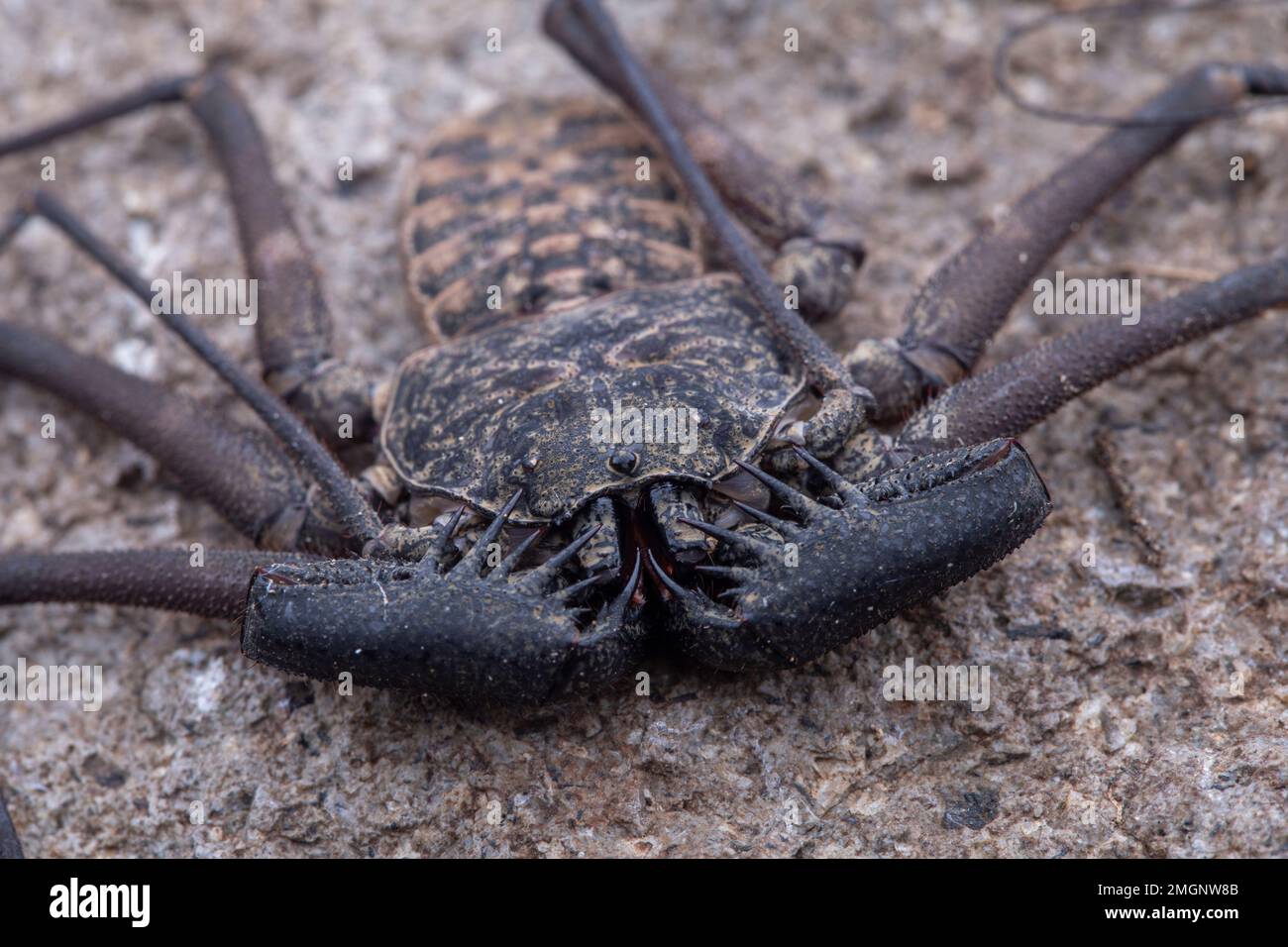 Whip Spider (Phrynus goesii), Union island, Saint Vincent and the ...
