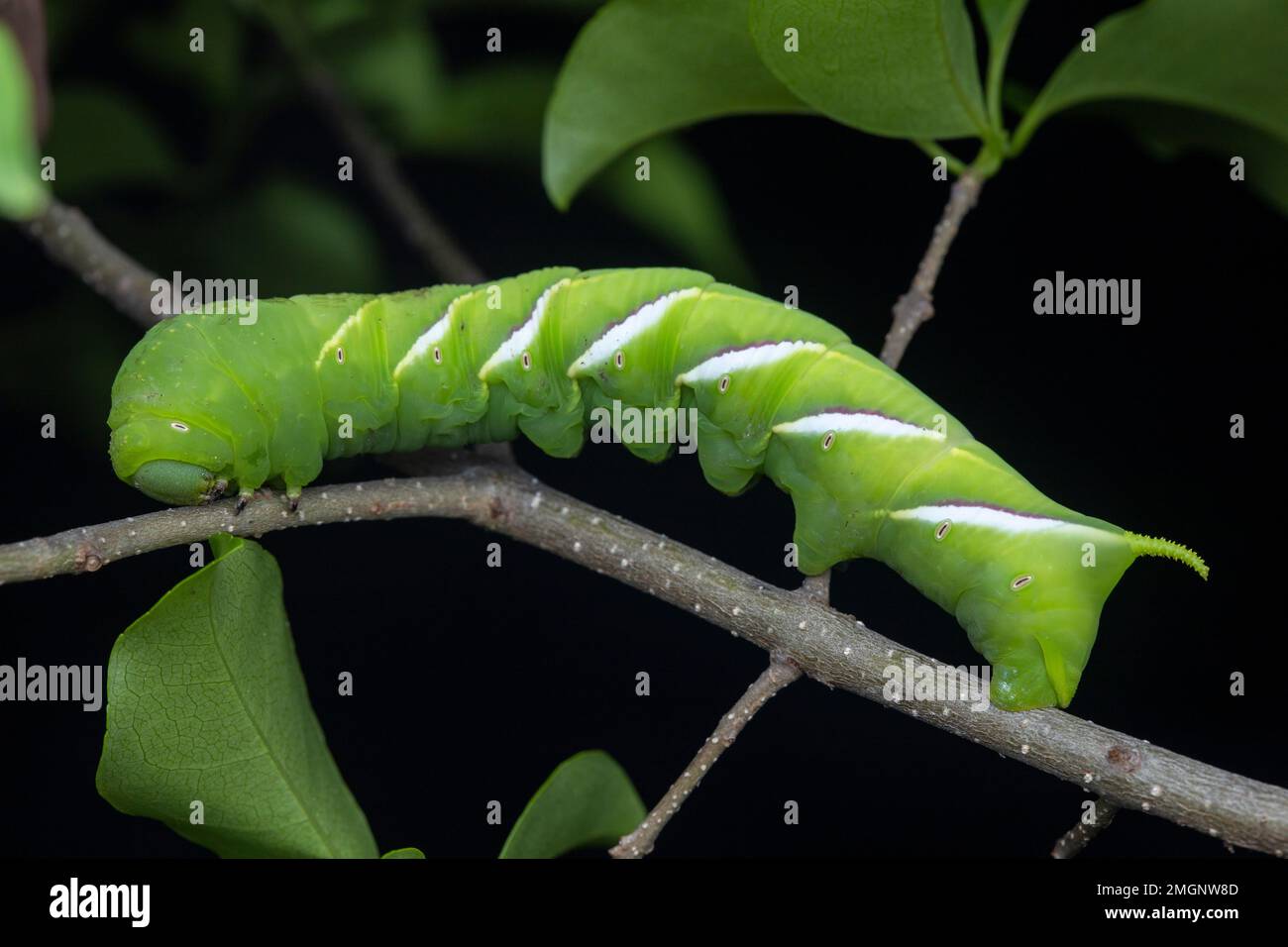 Rustic sphinx (Manduca rustica) caterpillar, Union island, Saint ...