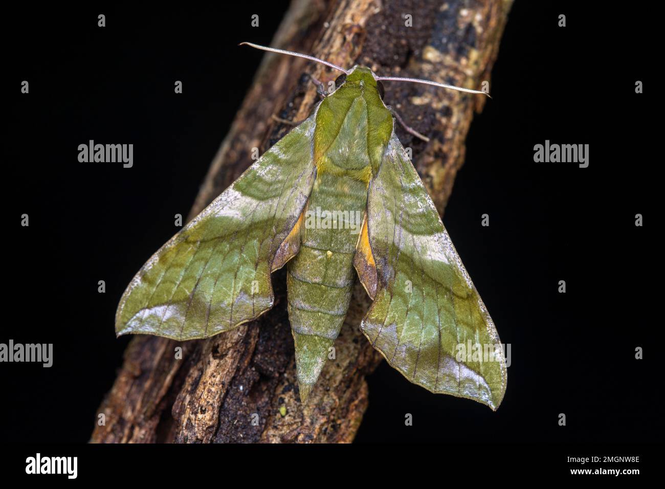 Pluto sphinx xylophanes pluto hi-res stock photography and images - Alamy