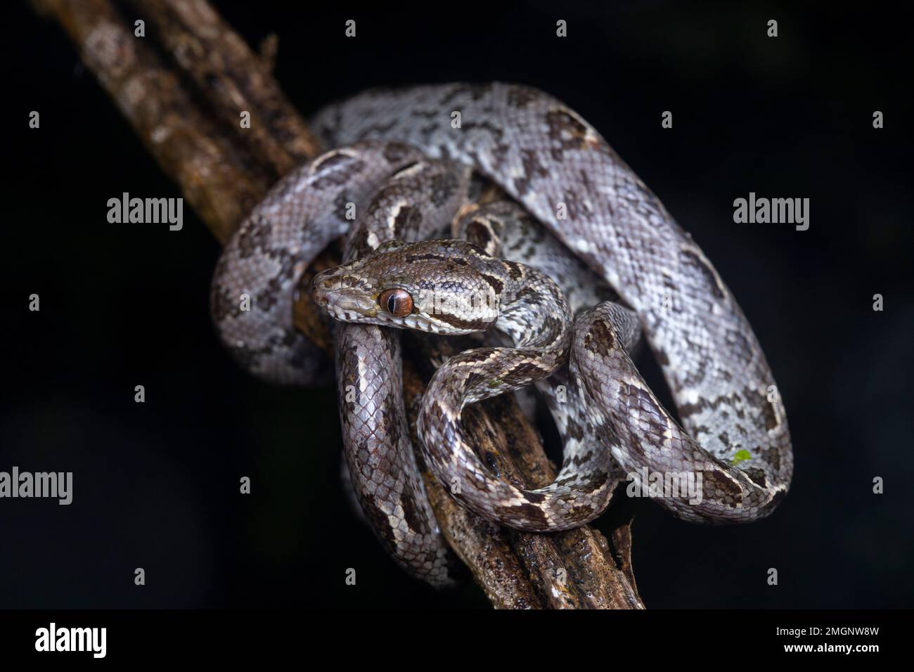 Grenada tree boa (Corallus grenadensis), Union island, Saint Vincent ...