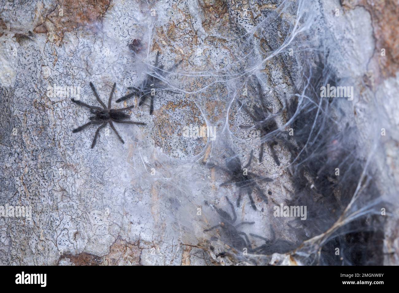 Caribbean Diamond Tarantula (Tapinauchenius rasti) young in coccon ...