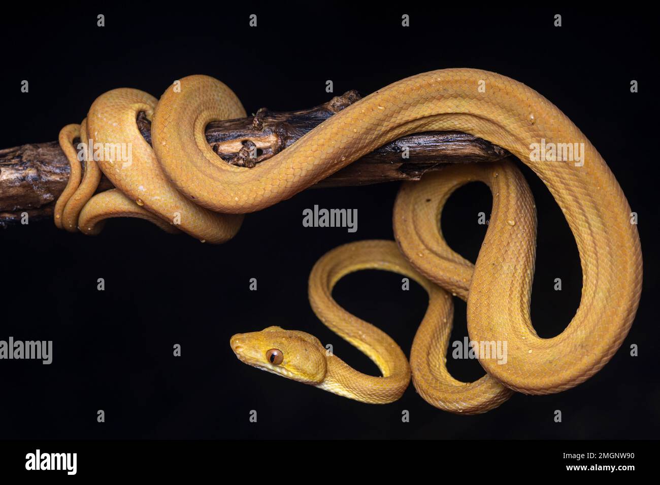 Grenada tree boa (Corallus grenadensis), Union island, Saint Vincent ...