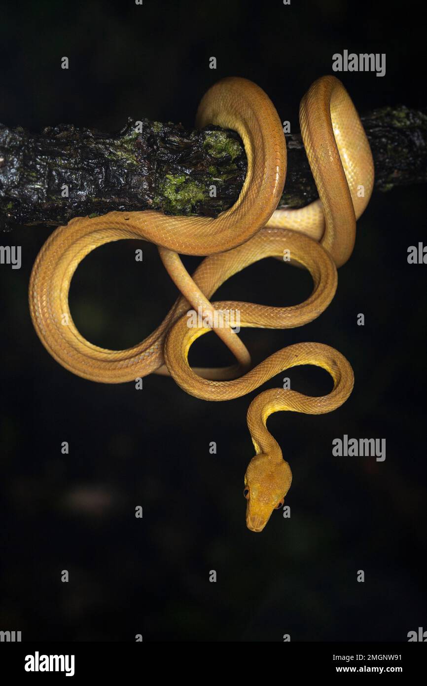 Grenada tree boa (Corallus grenadensis), Union island, Saint Vincent ...