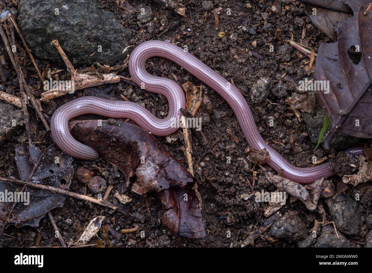 Grenada worm snake (Amerotyphlops tasymicris), Union island, Saint ...