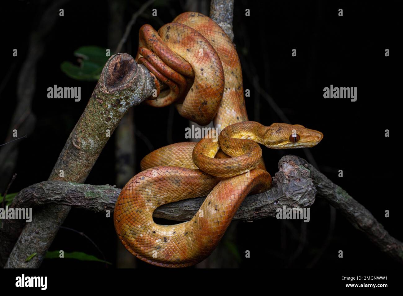 Grenada tree boa (Corallus grenadensis), Union island, Saint Vincent ...