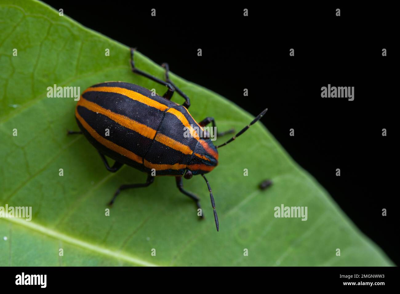 Seed-feeding jewel bug (Agonosoma trilineatum) on a leaf, Union island ...