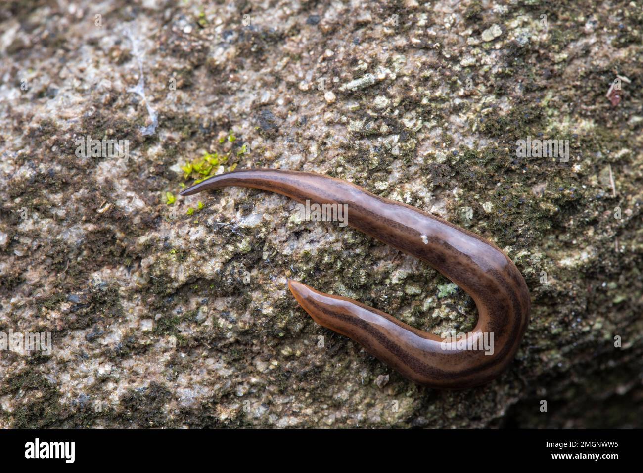 Land flatworm (Rhynchodeminae sp), Union island, Saint Vincent and the ...
