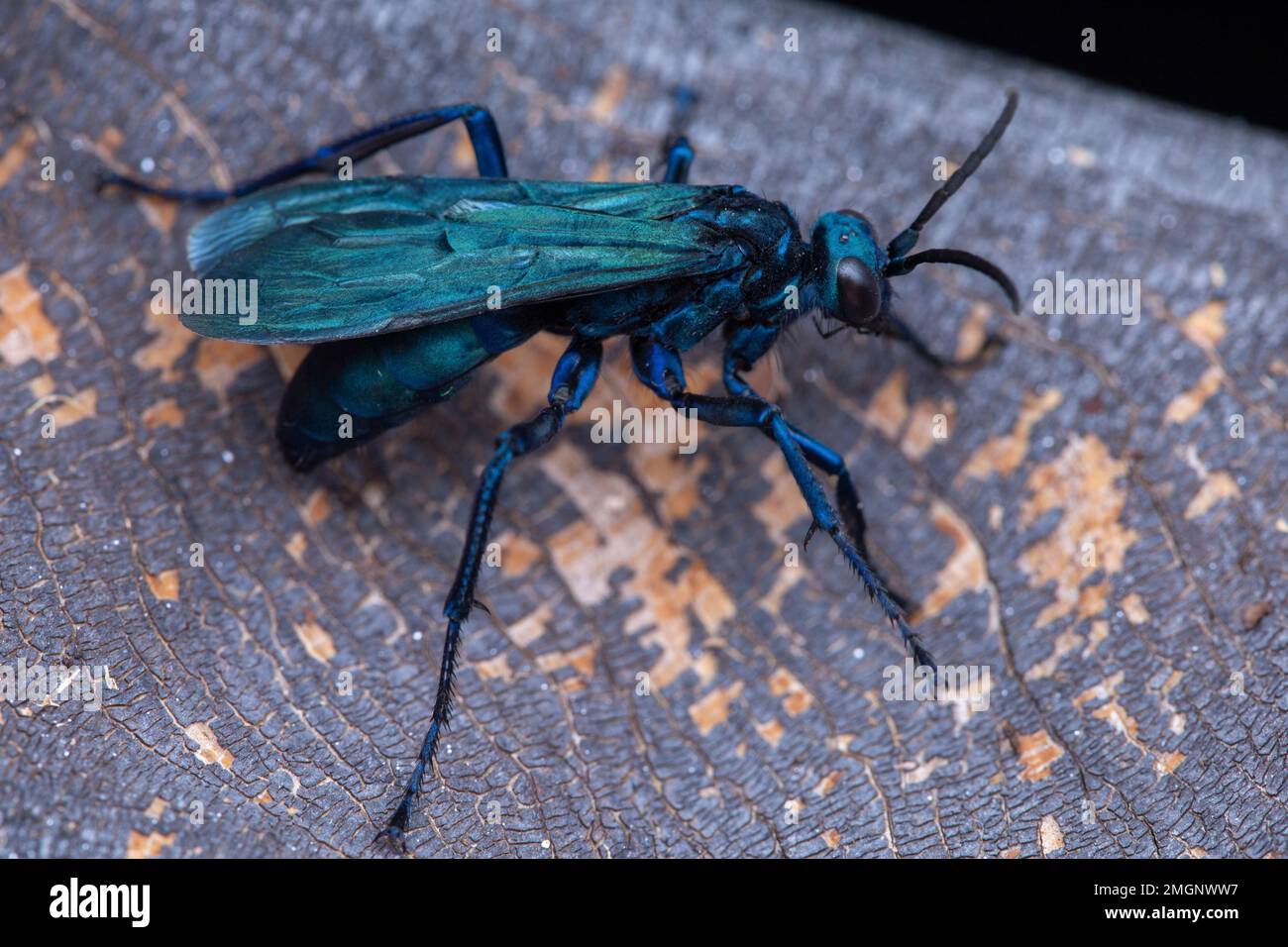 Spider hunting wasp (Pepsini sp), Union island, Saint Vincent and the ...