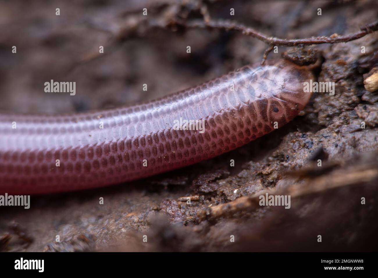 Grenada worm snake (Amerotyphlops tasymicris), Union island, Saint ...