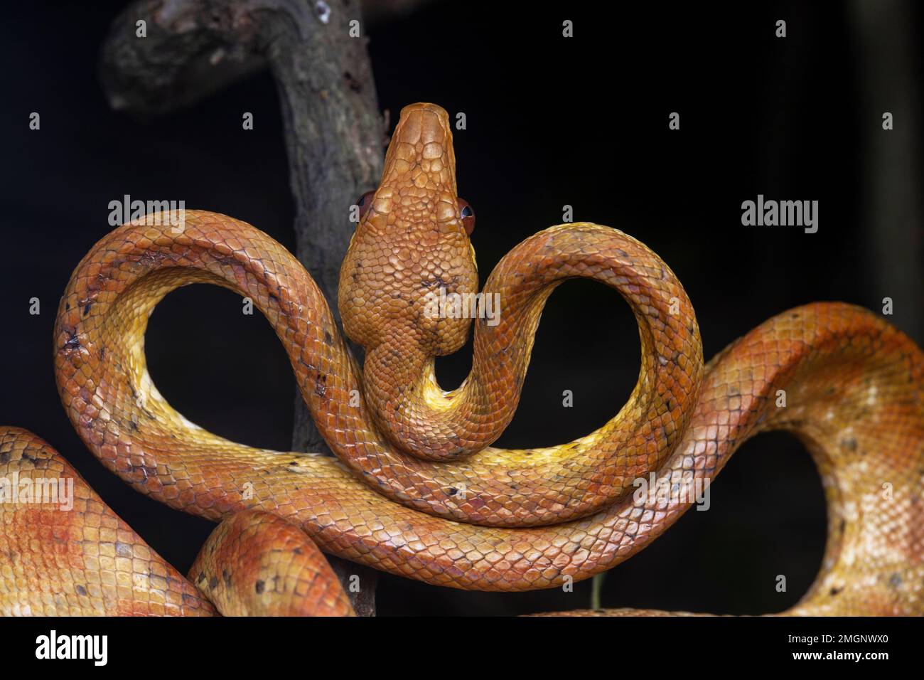 Grenada tree boa (Corallus grenadensis), Union island, Saint Vincent ...